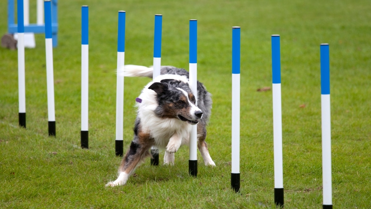 The Ultimate Guide to Dog Agility Training | FluffPost