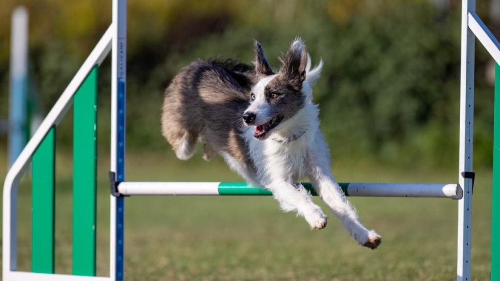 The Ultimate Guide to Dog Agility Training | FluffPost