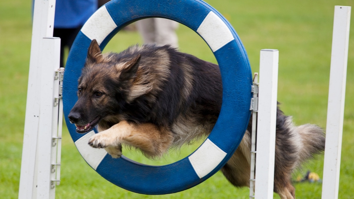 The Ultimate Guide to Dog Agility Training | FluffPost