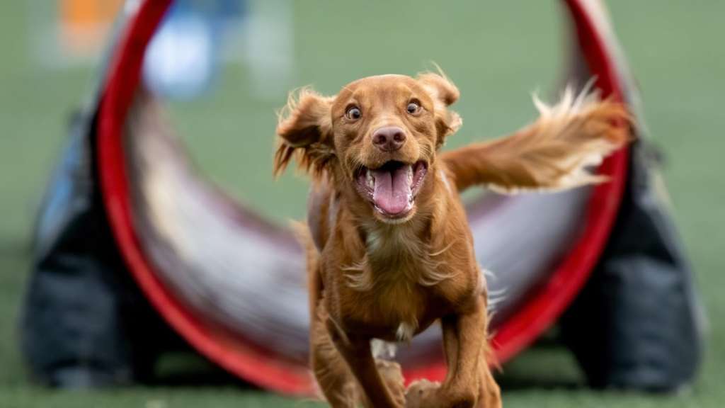 The Ultimate Guide to Dog Agility Training | FluffPost