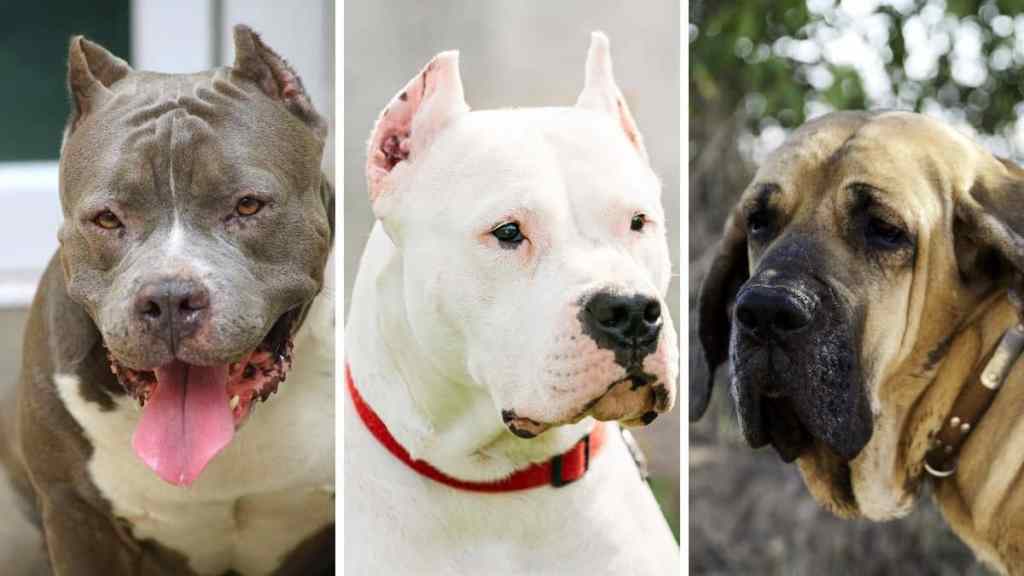 Dangerous Dogs Act: UK 2024/25 Update for Dog Owners | FluffPost