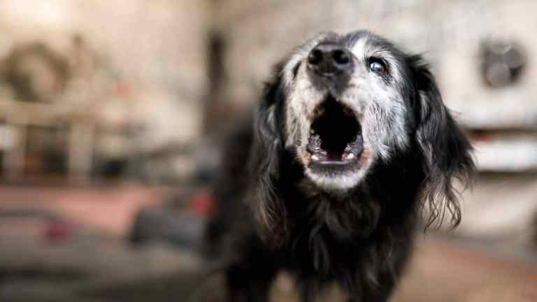 Can You Be Taken to Court for a Barking Dog? | FluffPost