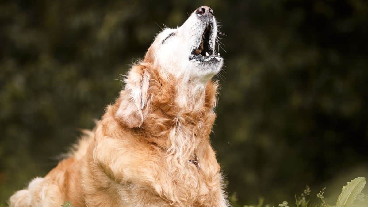 Can You Be Taken to Court for a Barking Dog? | FluffPost