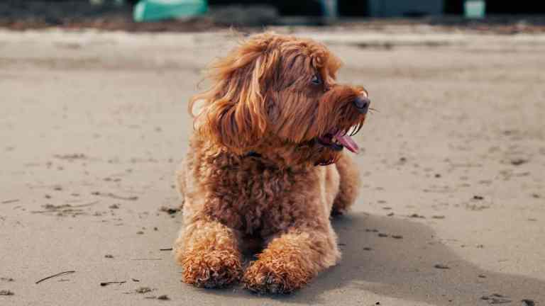 Cavapoo Breed Guide: Traits, Care & Personality | FluffPost