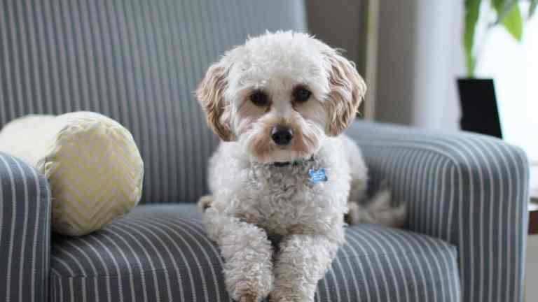 Cavapoo Breed Guide: Traits, Care & Personality | FluffPost