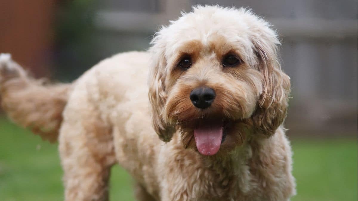 Cavapoo Breed Guide: Traits, Care & Personality | FluffPost