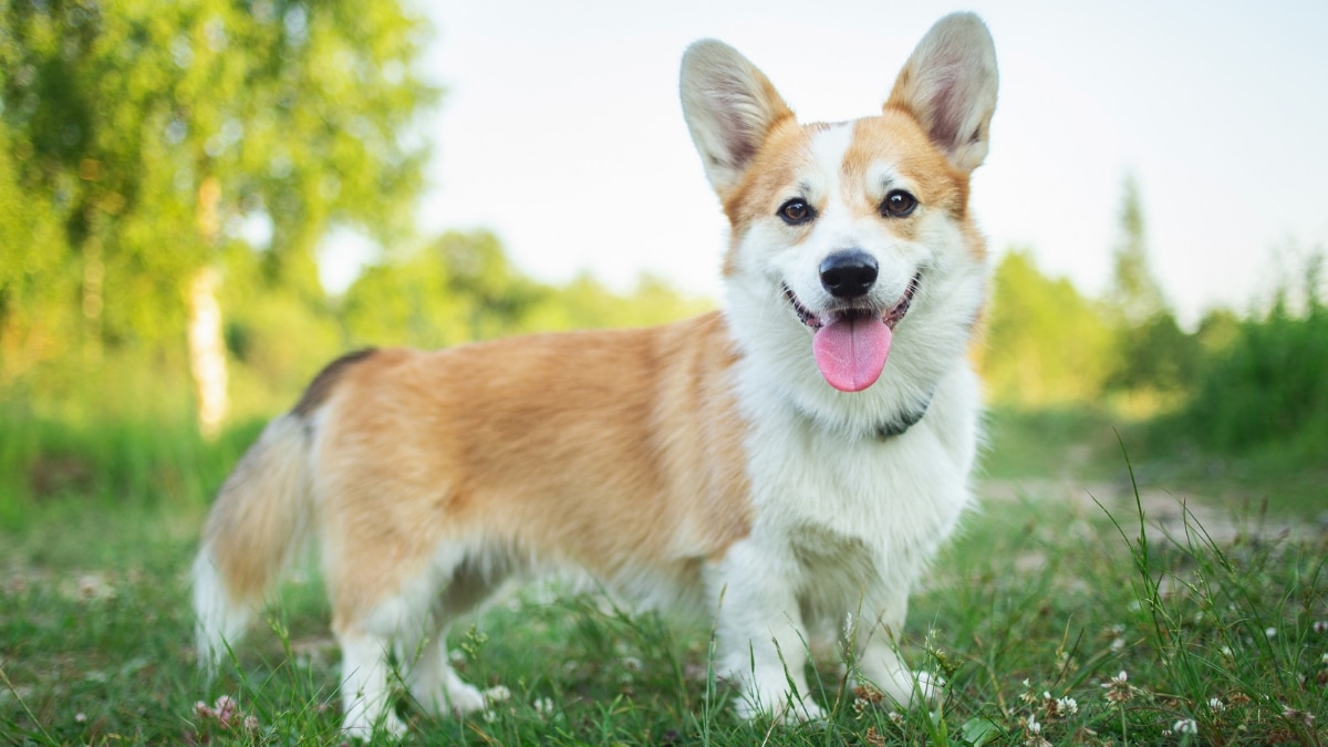 The Corgi’s Royal Connection & Monarchy History | FluffPost