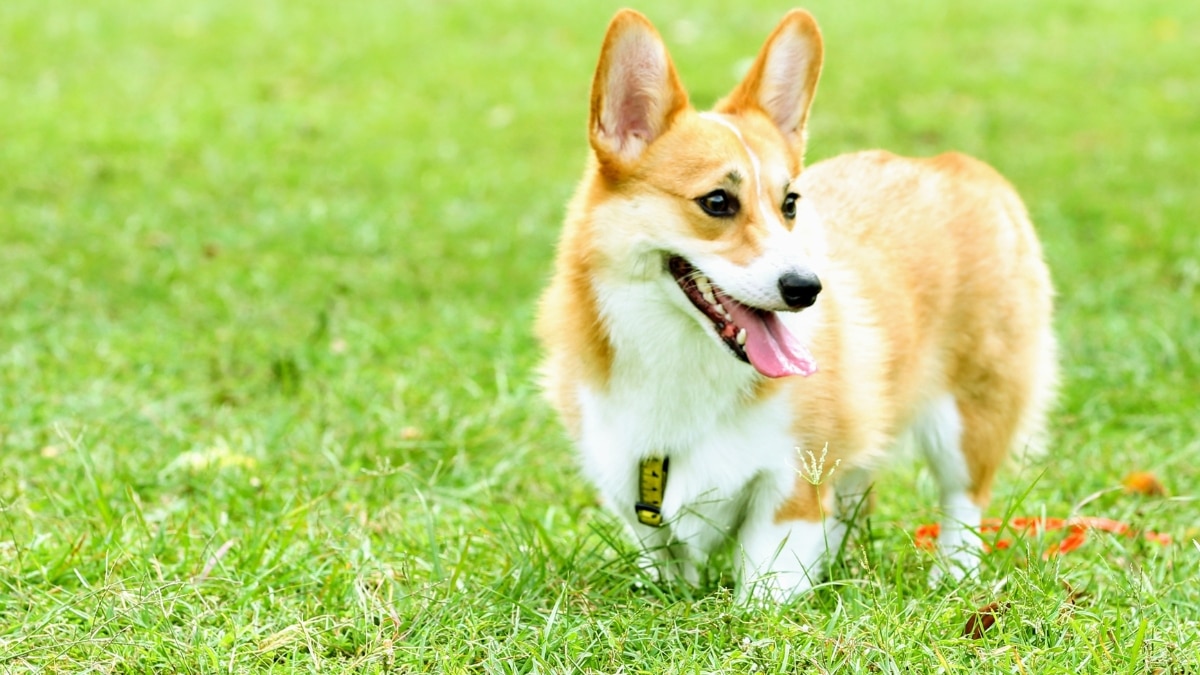 The Corgi’s Royal Connection & Monarchy History | FluffPost