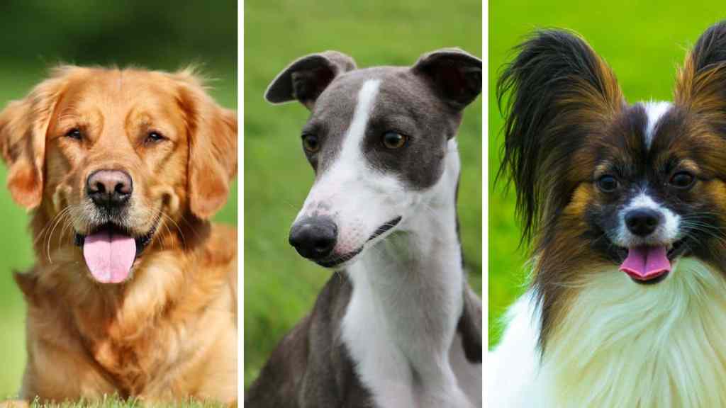 Dog Breed Groups at Crufts: Complete UK Guide | FluffPost