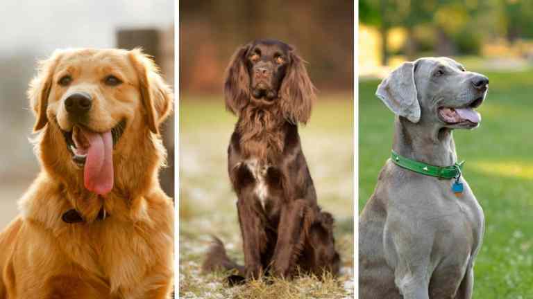 Dog Breed Groups at Crufts: Complete UK Guide | FluffPost