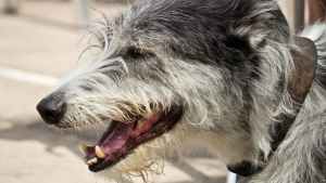 Lurcher Breed Guide: Britain’s Underrated Sighthound | FluffPost