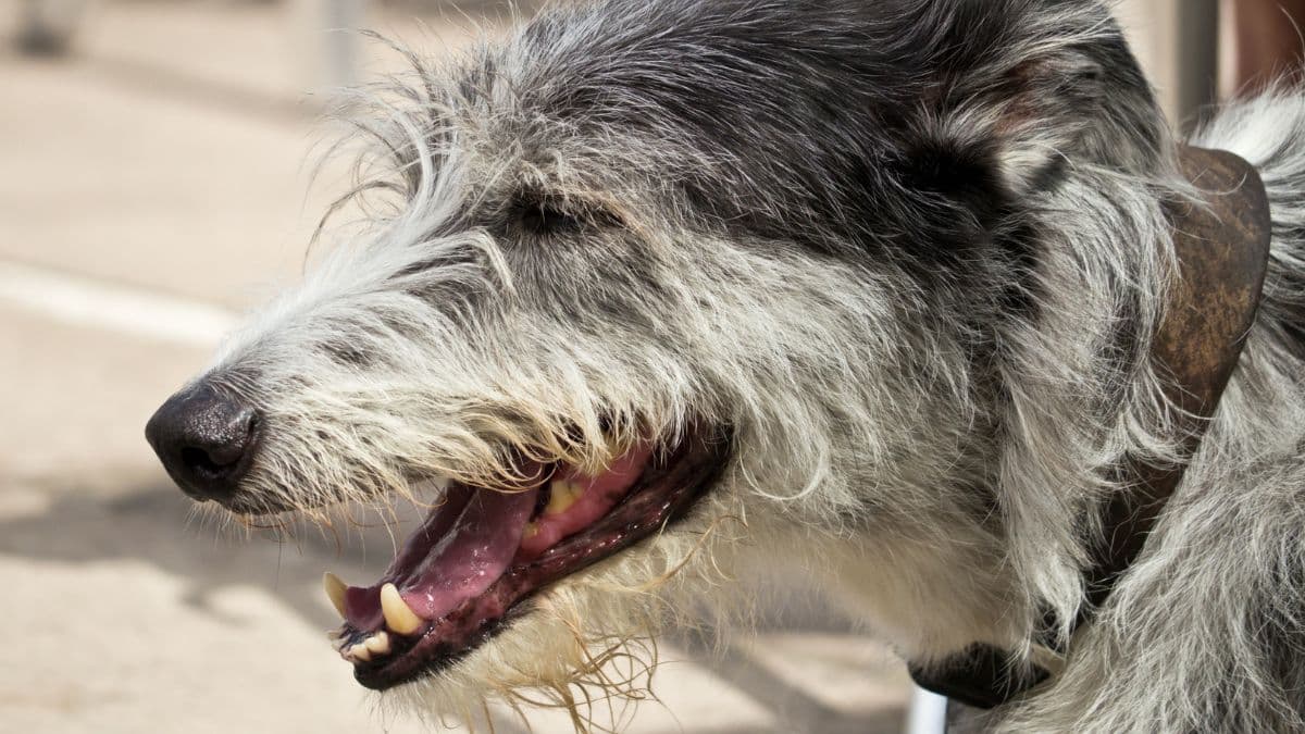 Lurcher Breed Guide: Britain’s Underrated Sighthound | FluffPost