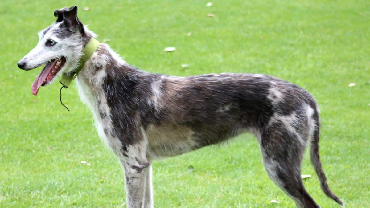 Lurcher Breed Guide: Britain’s Underrated Sighthound | FluffPost