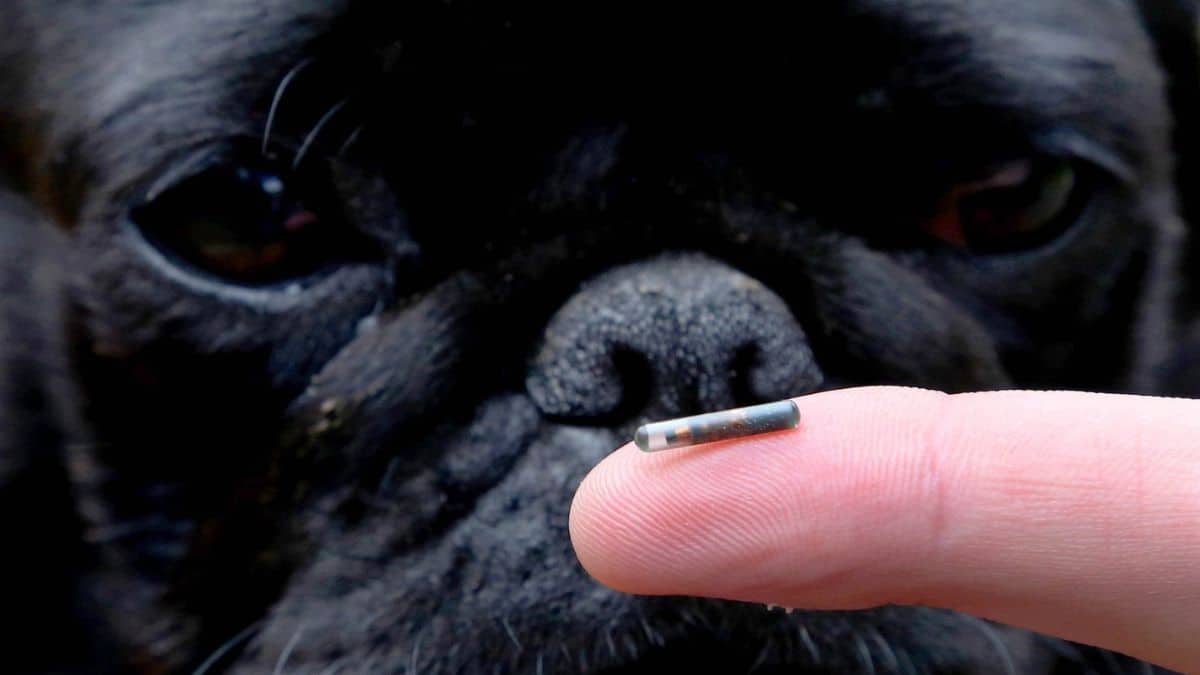 Do You Have to Microchip Your Dog in the UK? | FluffPost