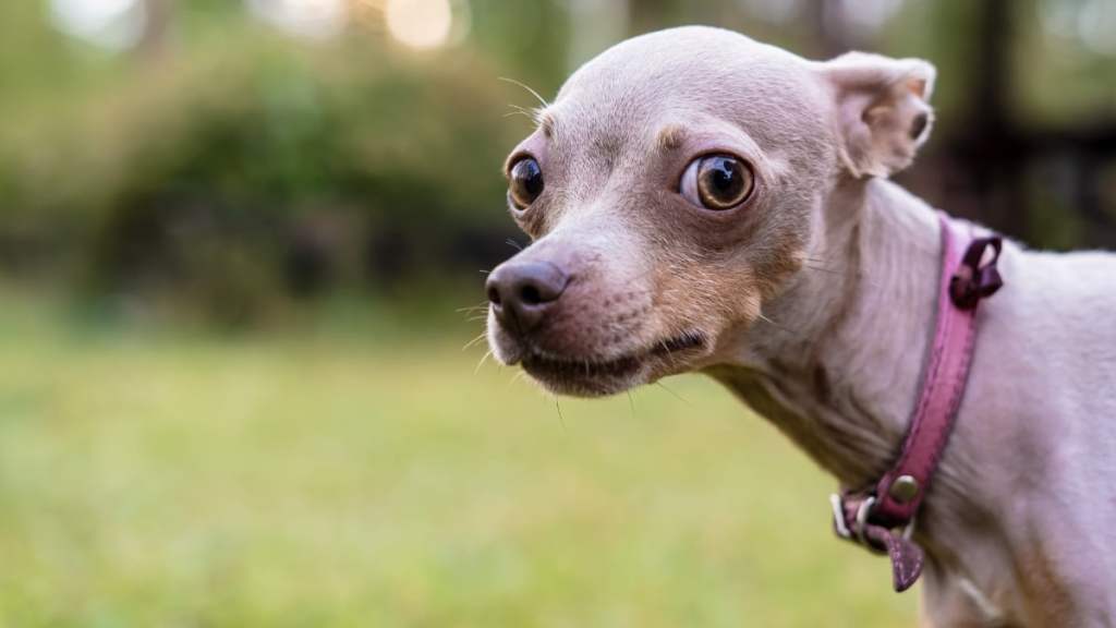 Do Dogs Know Their Own Names? | FluffPost