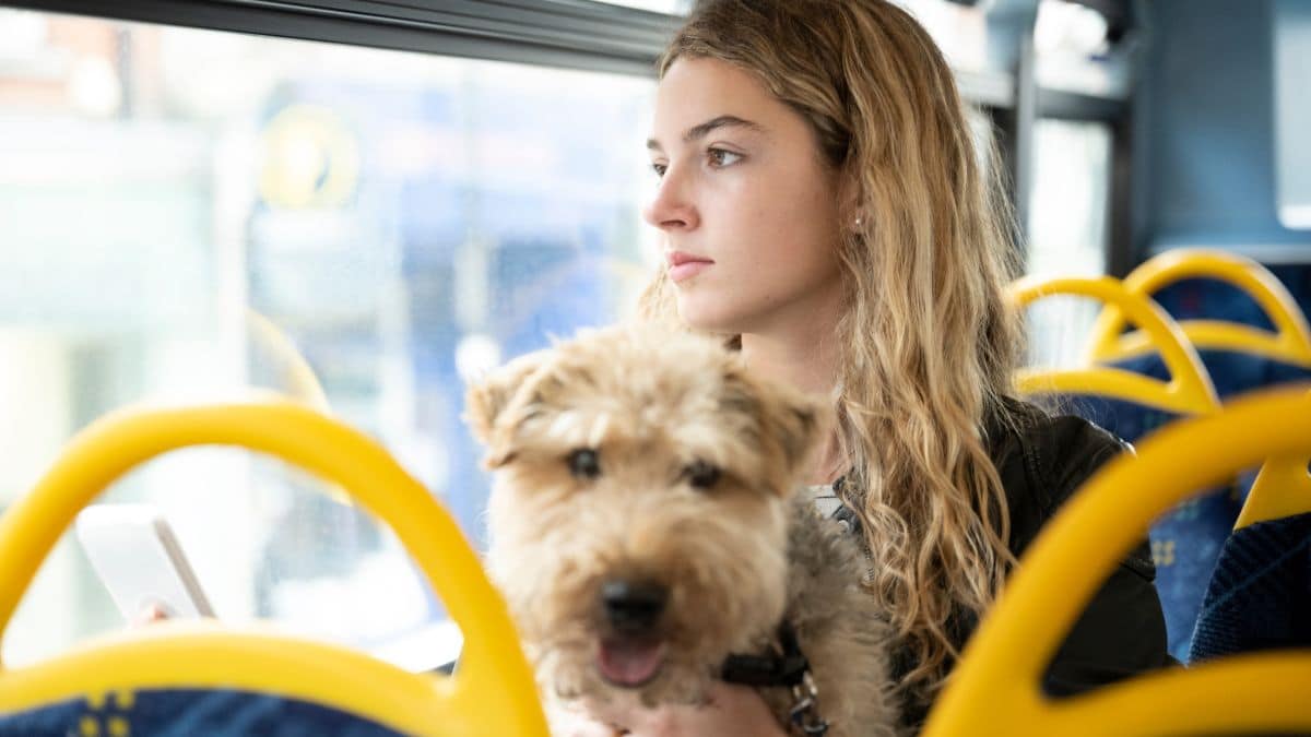 Can You Take Dogs on Buses and Tubes in the UK? | FluffPost