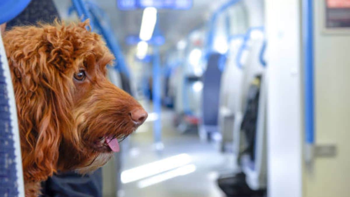 Can You Take Dogs on Buses and Tubes in the UK? | FluffPost