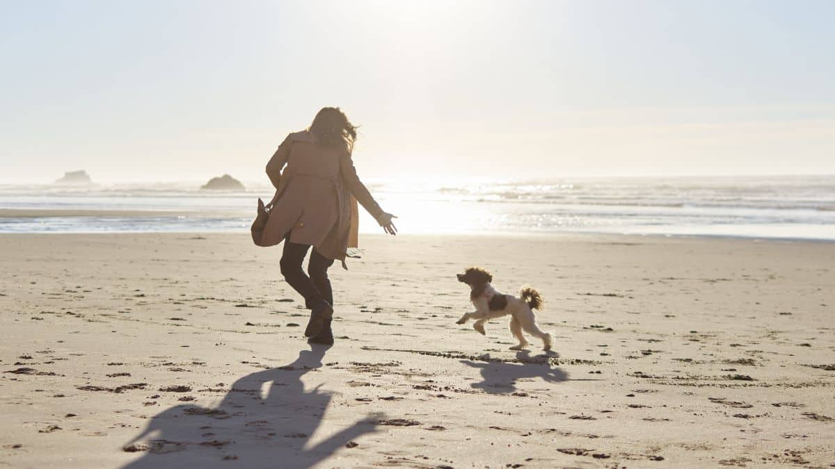 Dog Recall Training That Actually Works: UK Guide | FluffPost