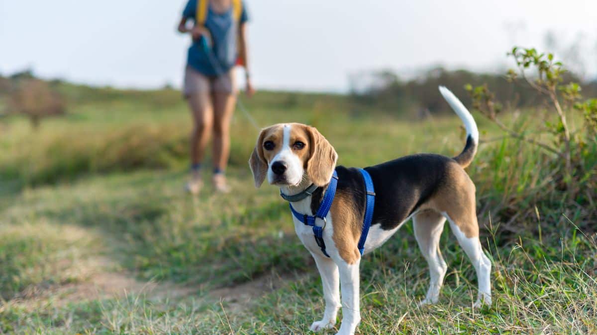 Dog Recall Training That Actually Works: UK Guide | FluffPost