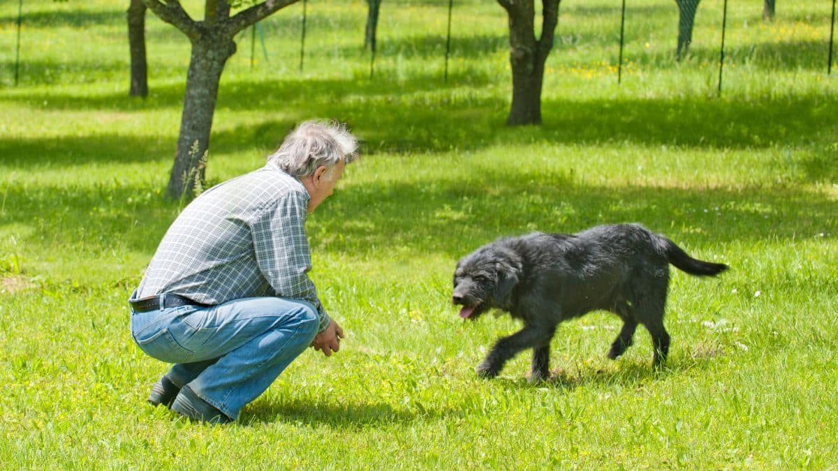 Dog Recall Training That Actually Works: UK Guide | FluffPost