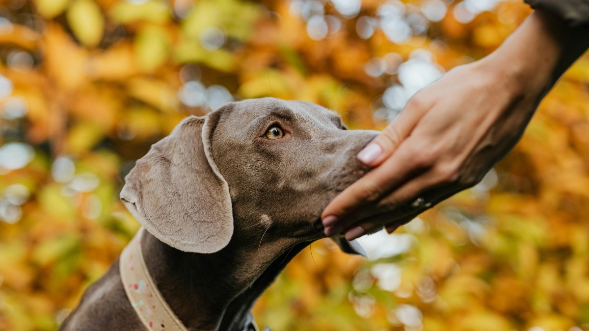 The Extraordinary Sense of Smell in Dogs: A Complete Guide | FluffPost