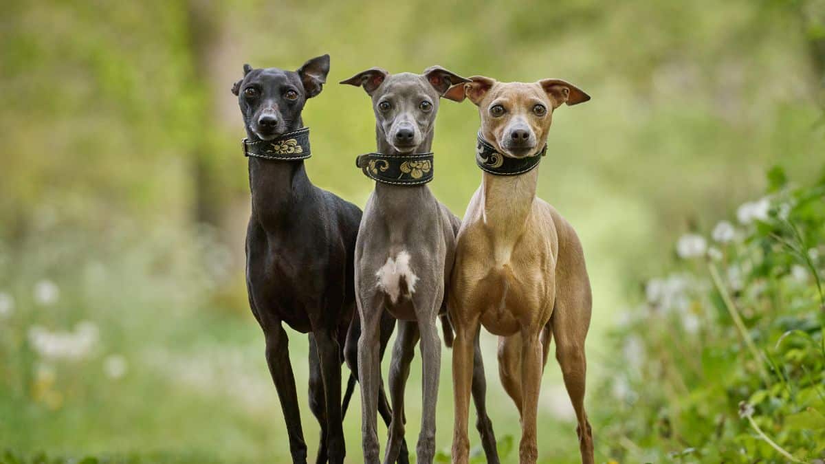 Whippet Breed Guide: Gentle, Fast & Family-Friendly | FluffPost