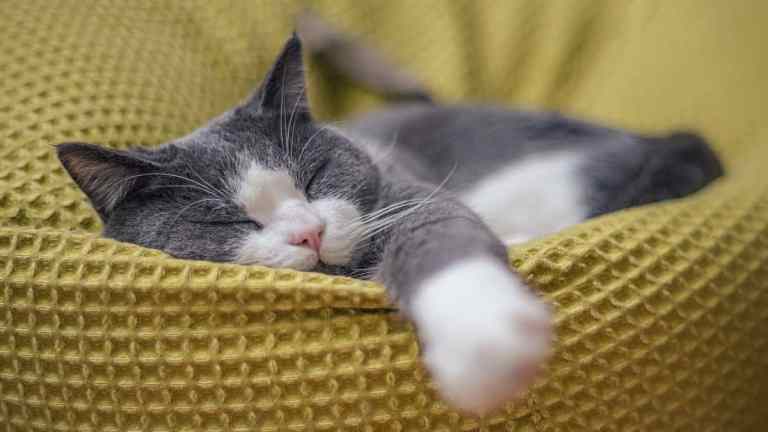 7 Signs Your Cat Is Bored (And What to Do About It) | FluffPost