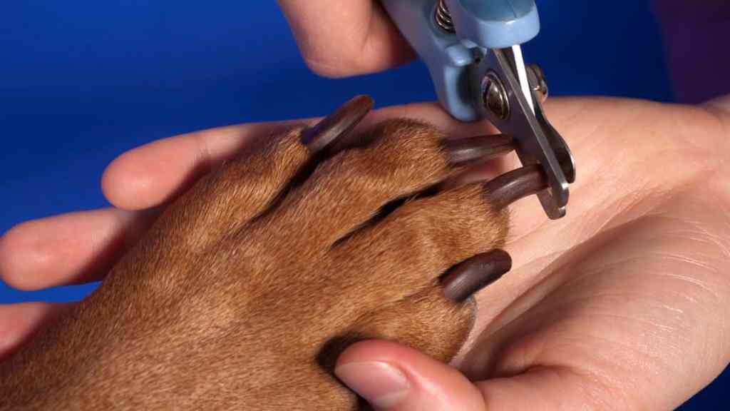 How to Trim Your Dog’s Nails at Home (UK Guide + Safety Tips) | FluffPost