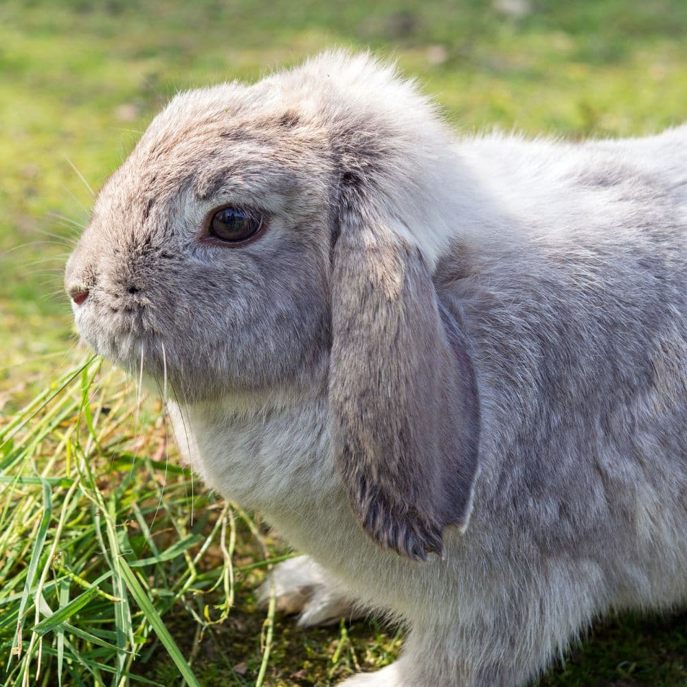 Rabbit Breeds by Size: Small, Medium, Large & Giant Guide | FluffPost