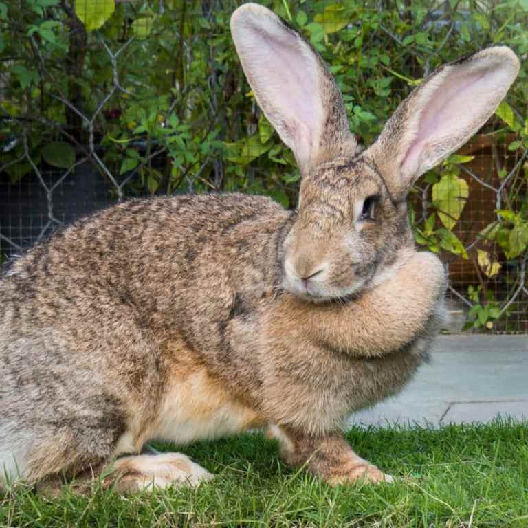 Rabbit Breeds by Size: Small, Medium, Large & Giant Guide | FluffPost