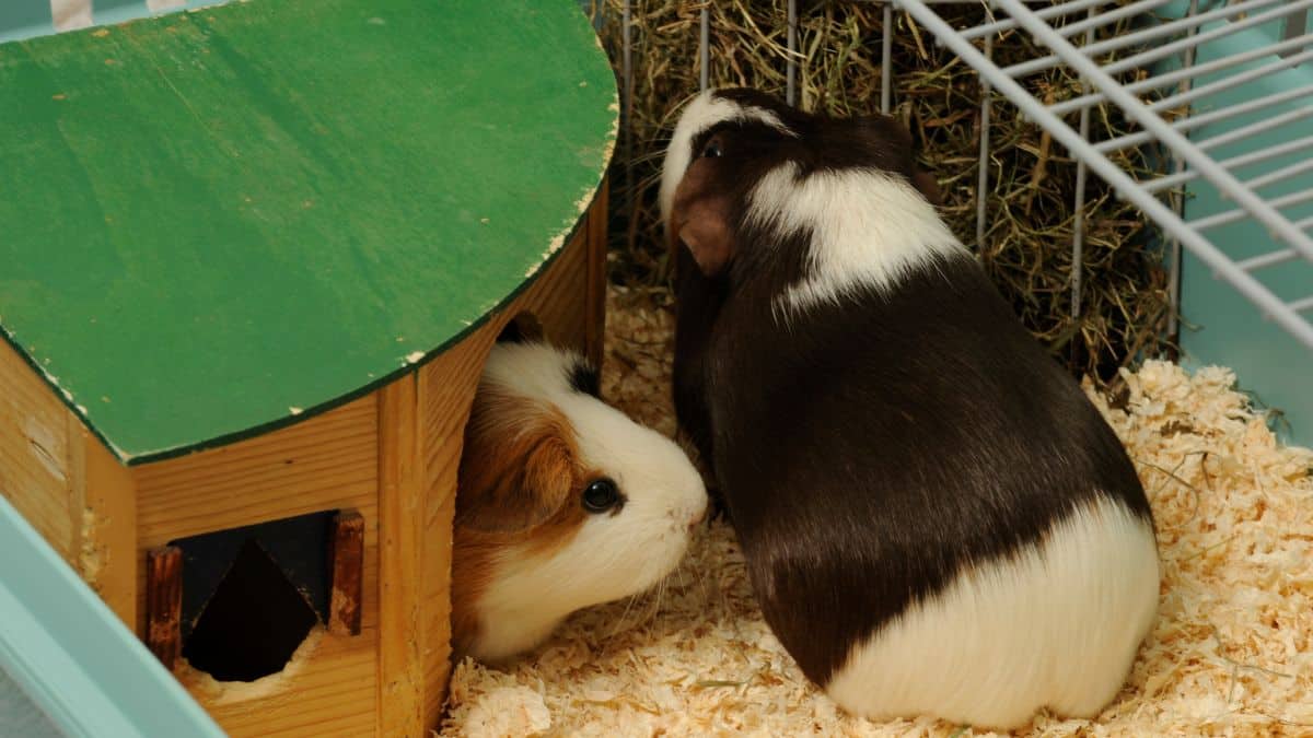 Guinea Pig Cage Set-Up Guide: What Every Owner Needs to Know | FluffPost