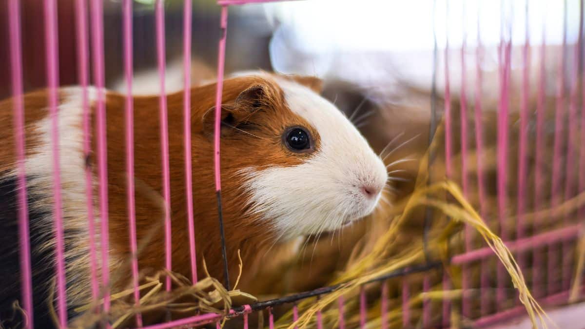 Guinea Pig Cage Set-Up Guide: What Every Owner Needs to Know | FluffPost