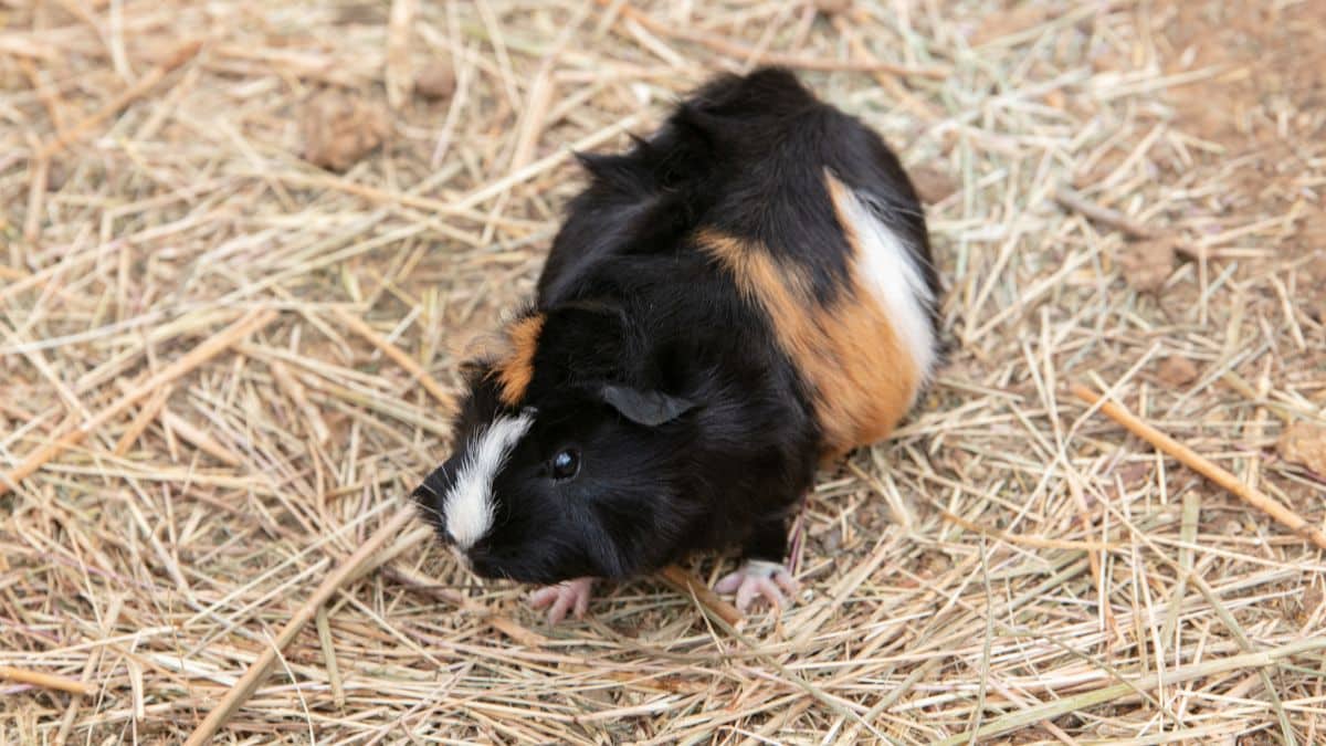 Guinea Pig Cage Set-Up Guide: What Every Owner Needs to Know | FluffPost