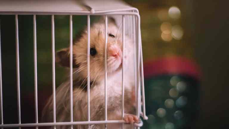 Why Is My Hamster Biting the Cage?| FluffPost