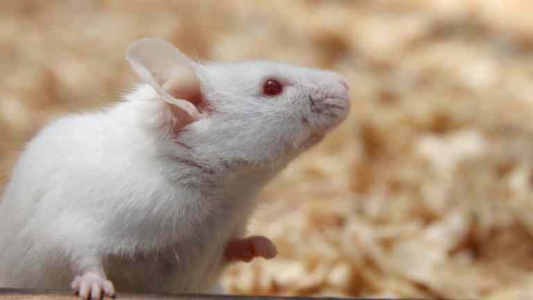 Mouse Body Language: What Your Mouse Is Trying to Tell You | FluffPost