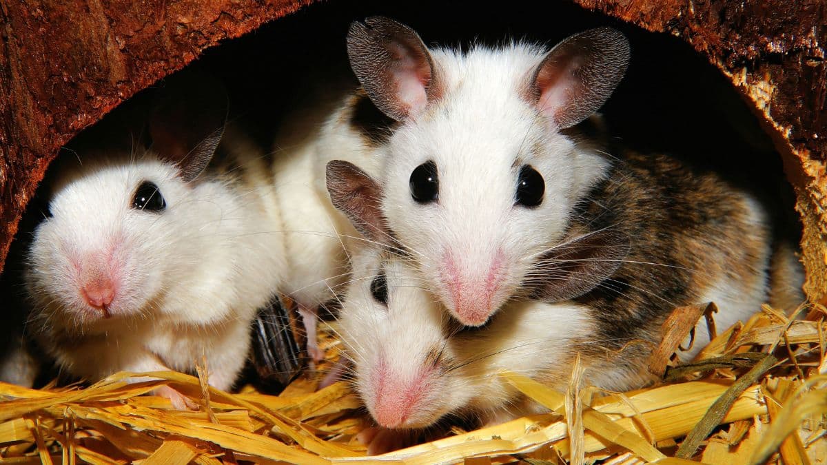 Mouse Body Language: What Your Mouse Is Trying to Tell You | FluffPost