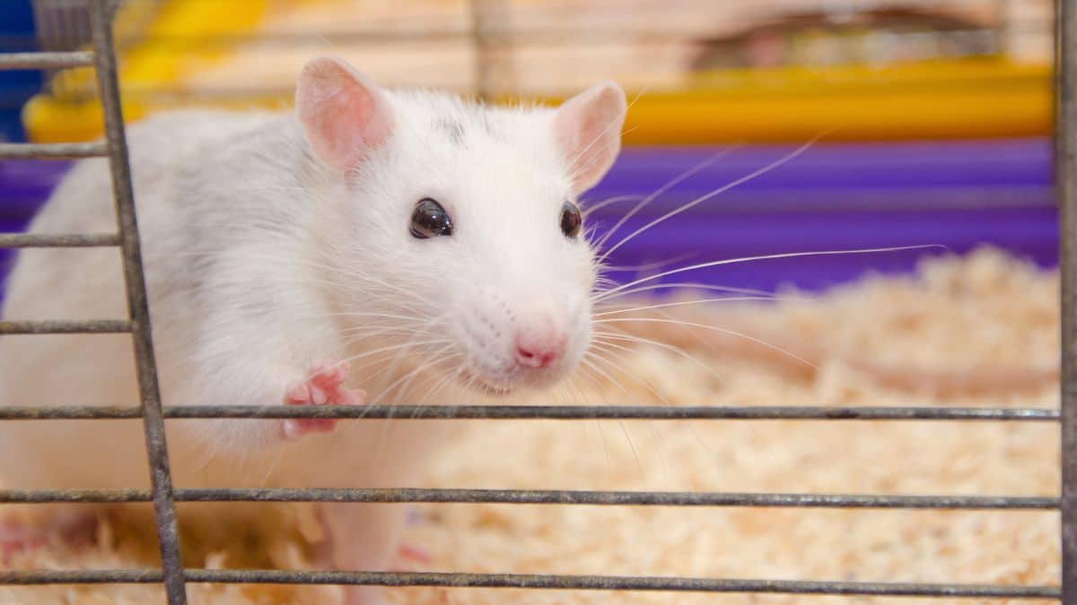 Mouse Body Language: What Your Mouse Is Trying to Tell You | FluffPost