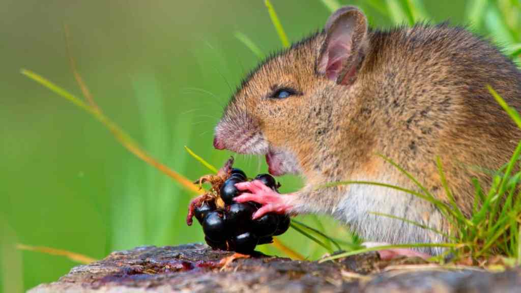 Mouse Colours & Types: A Guide to Pet Mice in the UK | FluffPost