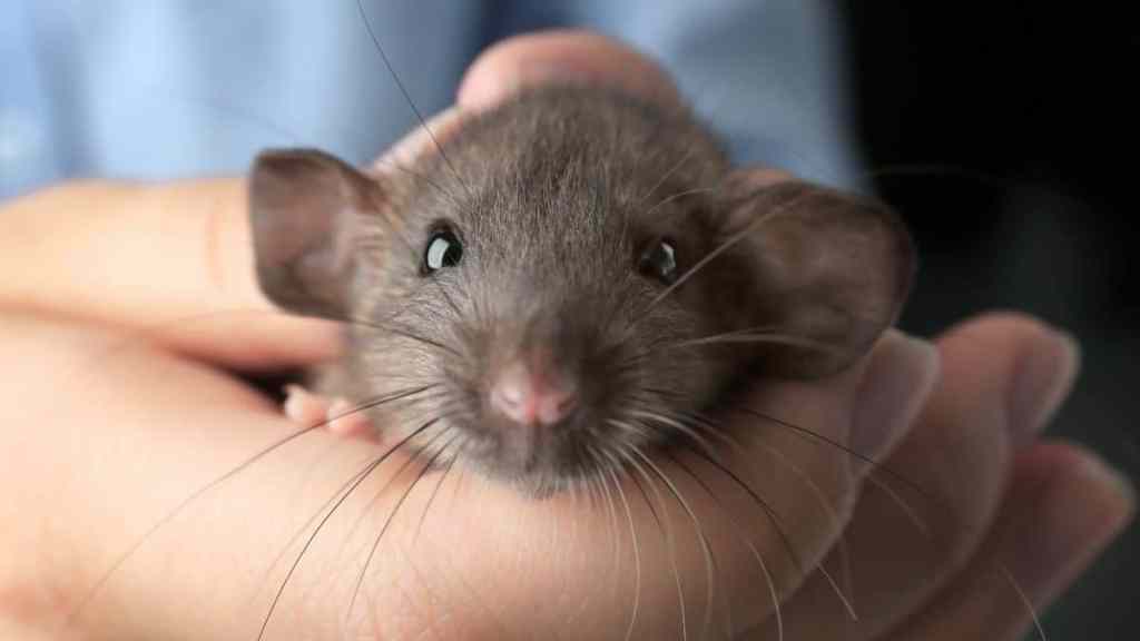Mouse Colours & Types: A Guide to Pet Mice in the UK | FluffPost
