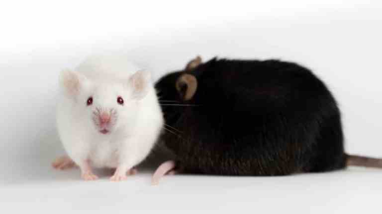 Mouse Body Language: What Your Mouse Is Trying to Tell You | FluffPost