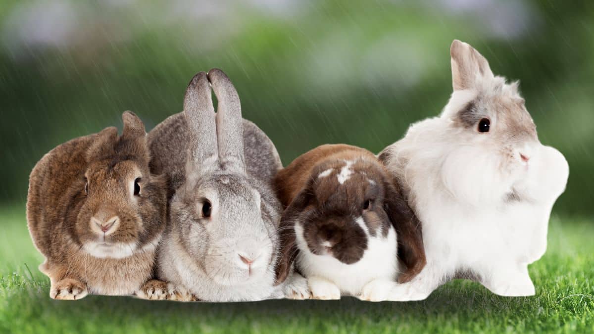 Rabbit Breeds by Size: Small, Medium, Large & Giant Guide | FluffPost