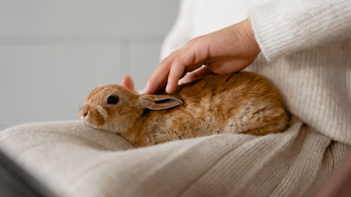 Can Rabbits Live Indoors? UK Guide to House Rabbit Care | FluffPost