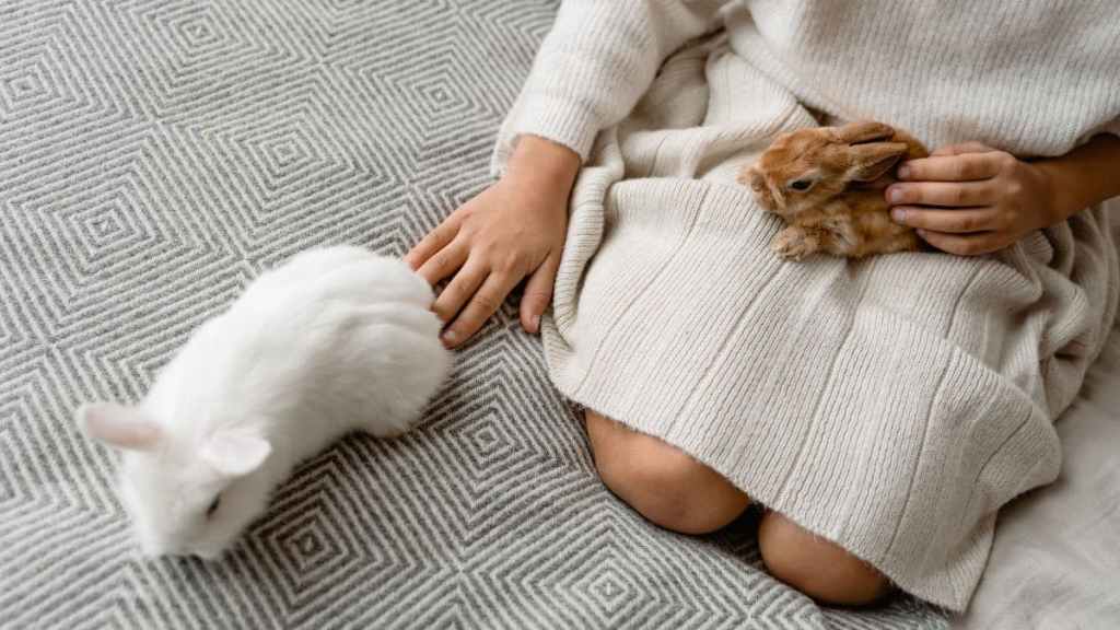 Mouse Colours & Types: A Guide to Pet Mice in the UK | FluffPost