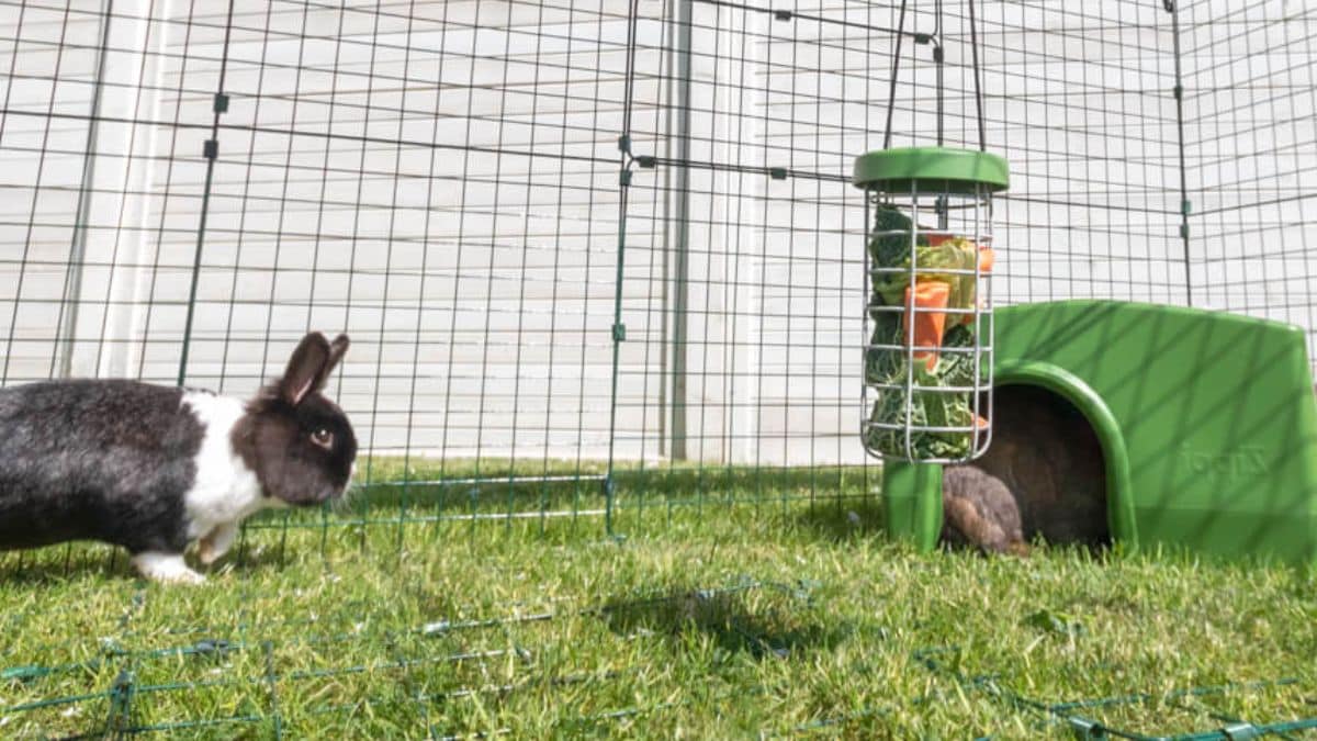Best Bedding for Rabbits: Safe, Cosy & Easy-to-Clean Options | FluffPost