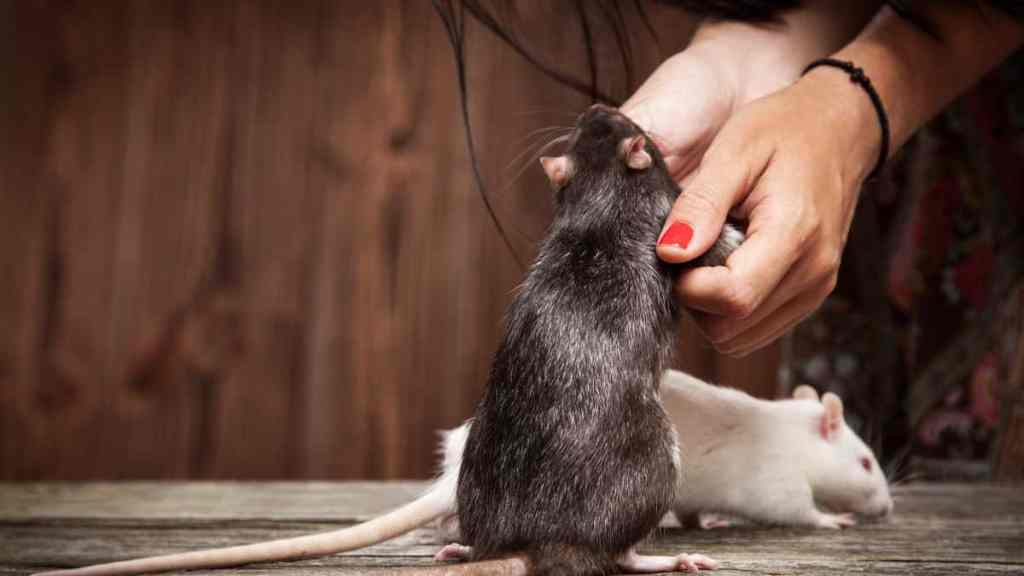 Mouse Body Language: What Your Mouse Is Trying to Tell You | FluffPost