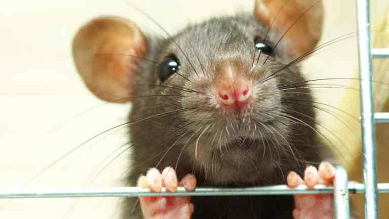 Are Pet Rats Dirty? The Truth About Cleanliness and Hygiene | FluffPost