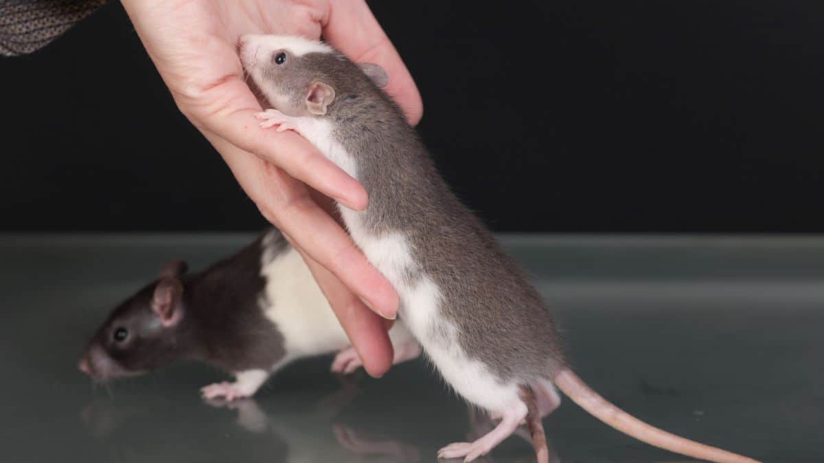 Rats Are Social Animals: Why They Need Companionship to Thrive | FluffPost