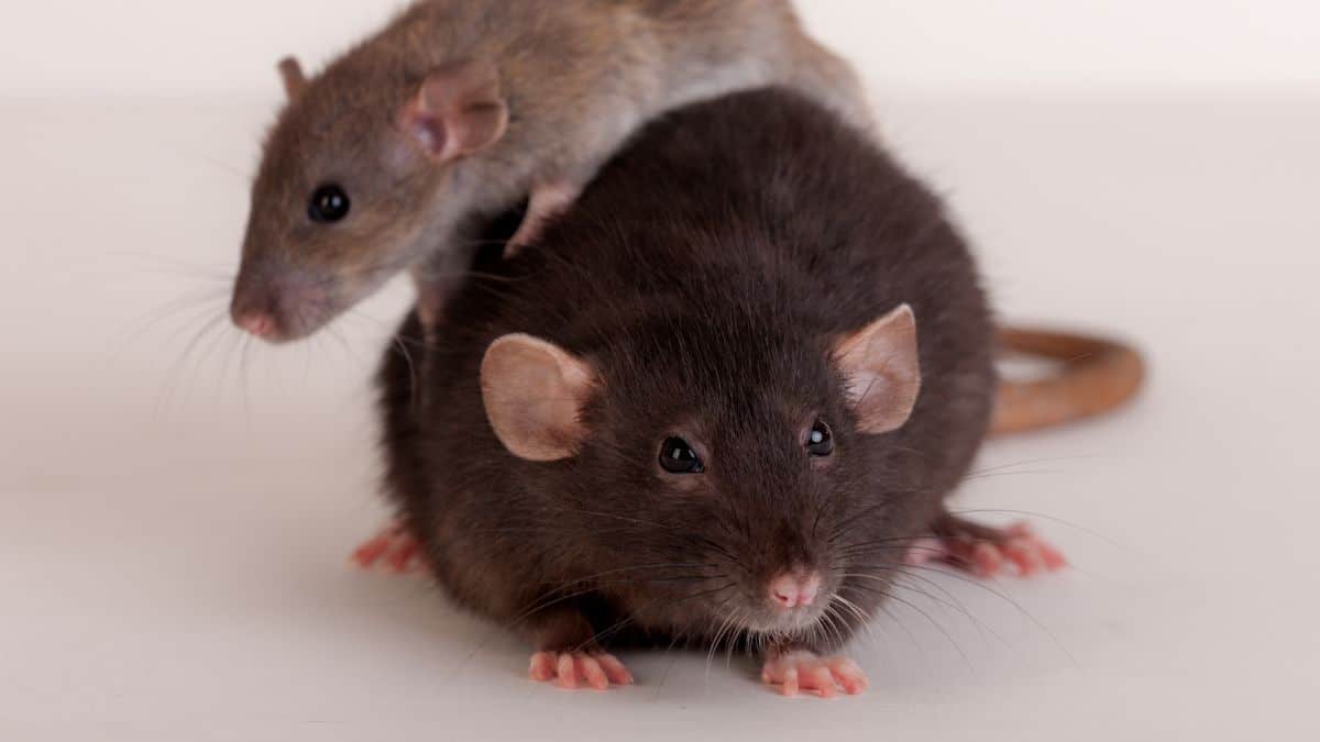 Rats Are Social Animals: Why They Need Companionship to Thrive | FluffPost