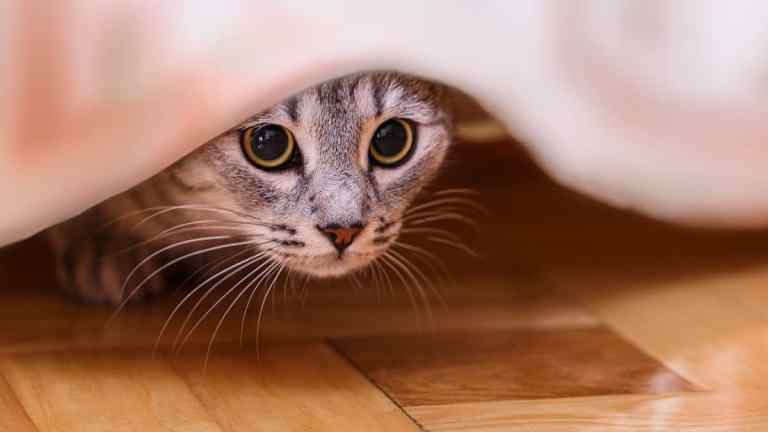 Bringing Home a Rescue Cat: What to Expect | FluffPost
