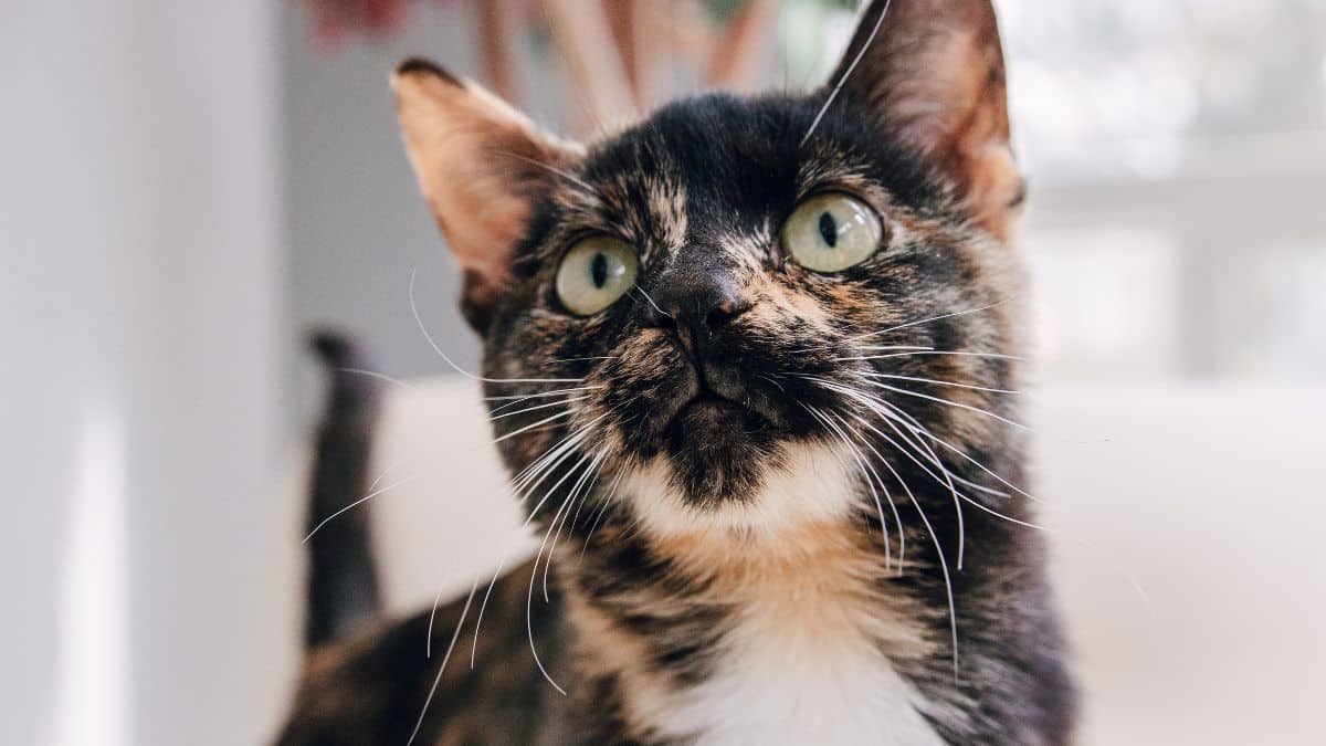 Bringing Home a Rescue Cat: What to Expect | FluffPost